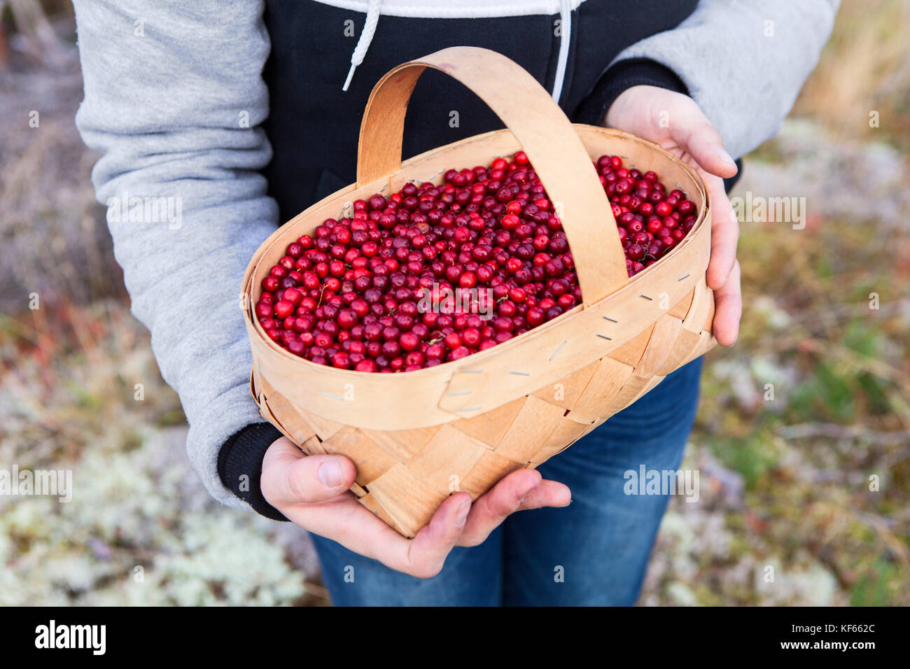 Basket with ripe red bilberries in the hands of a woman Stock Photo - Alamy