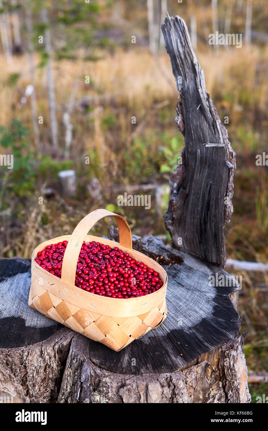 Basket full of red bilberry standing on a stump in forest Stock Photo ...
