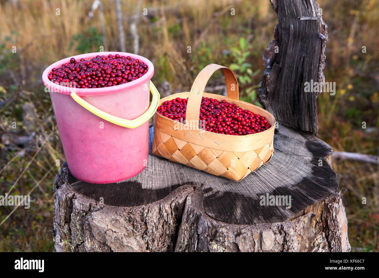 Small basket and bucket full of red bilberry standing on a stump in ...