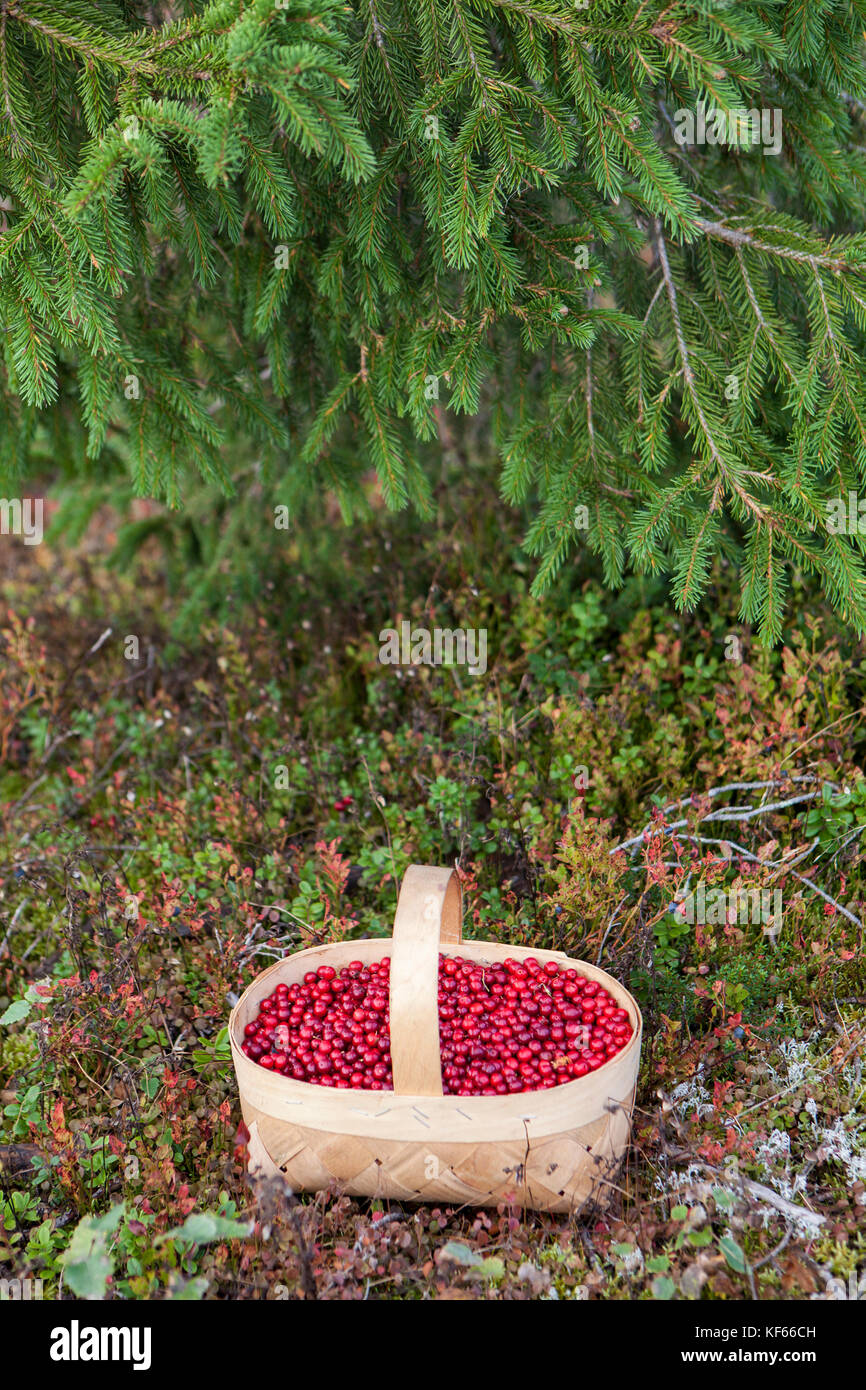 Basket with red bilberry under the green spruce Stock Photo - Alamy