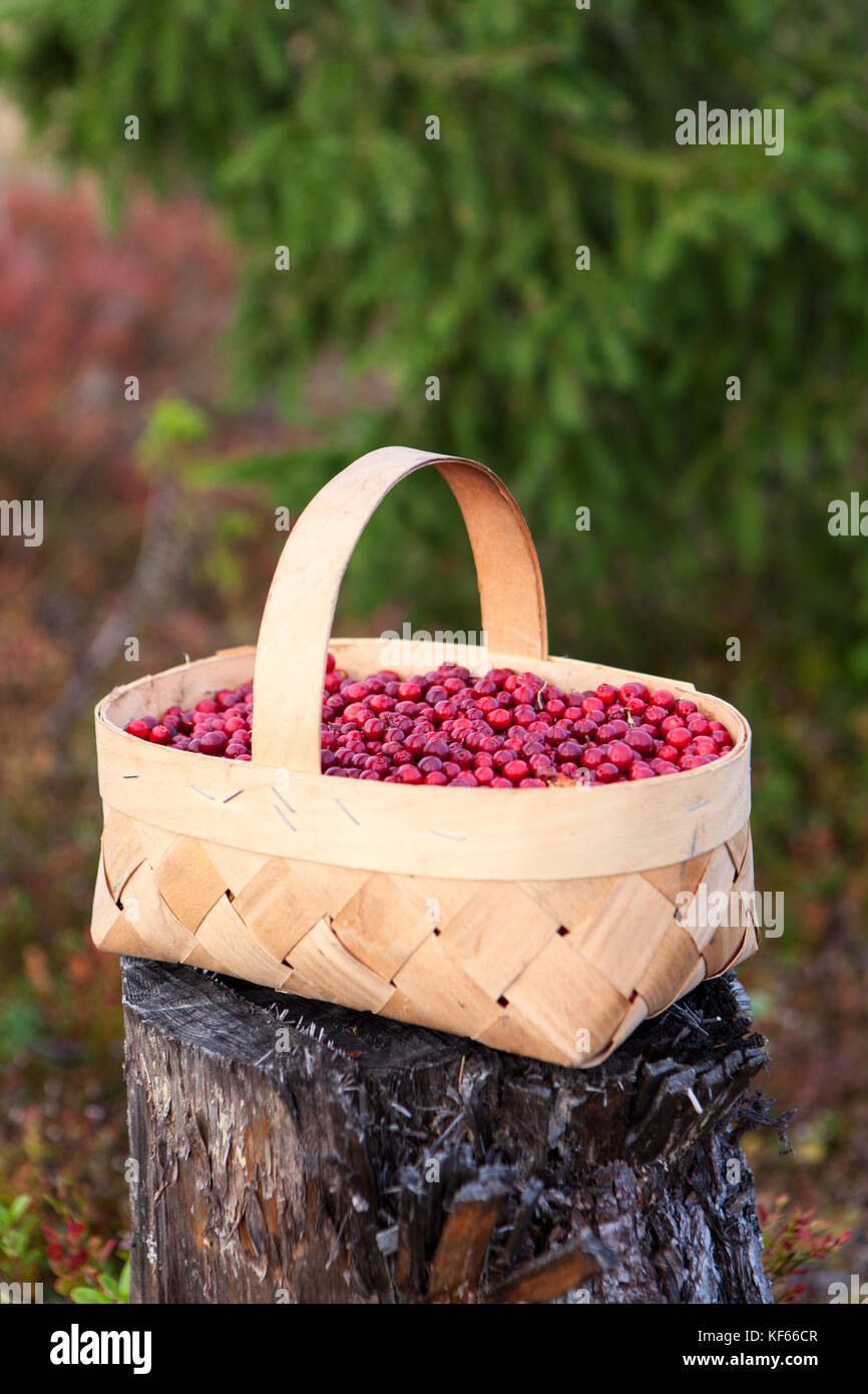 Basket with red cranberries in the forest Stock Photo - Alamy