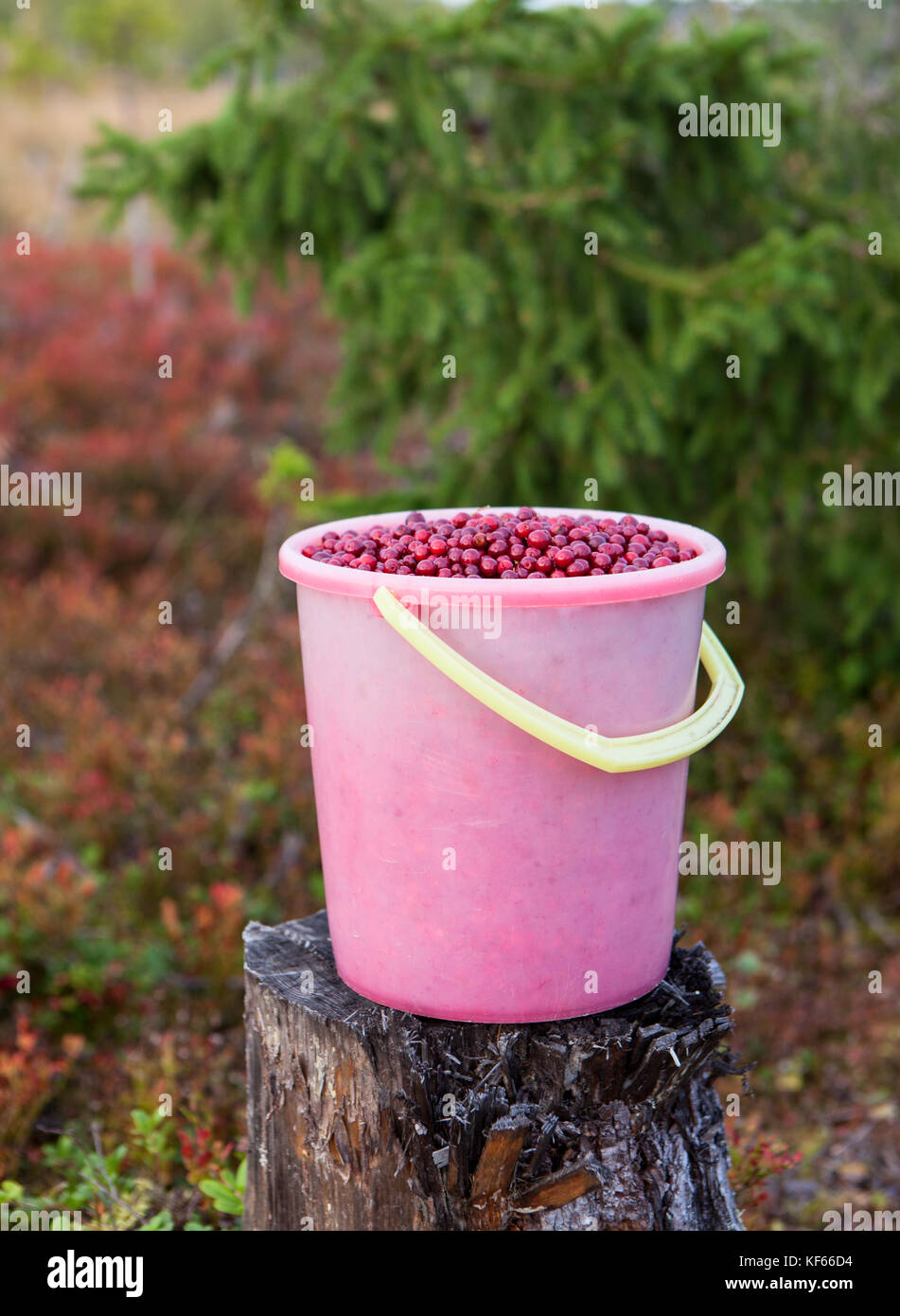 Bucket with red cranberries in the Karelian forest, Russia Stock Photo ...