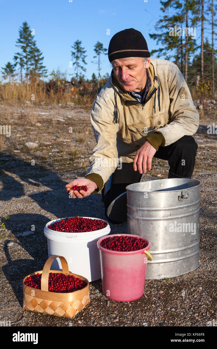 Senior Caucasian man showing red bilberry in hand. Full buckets and ...