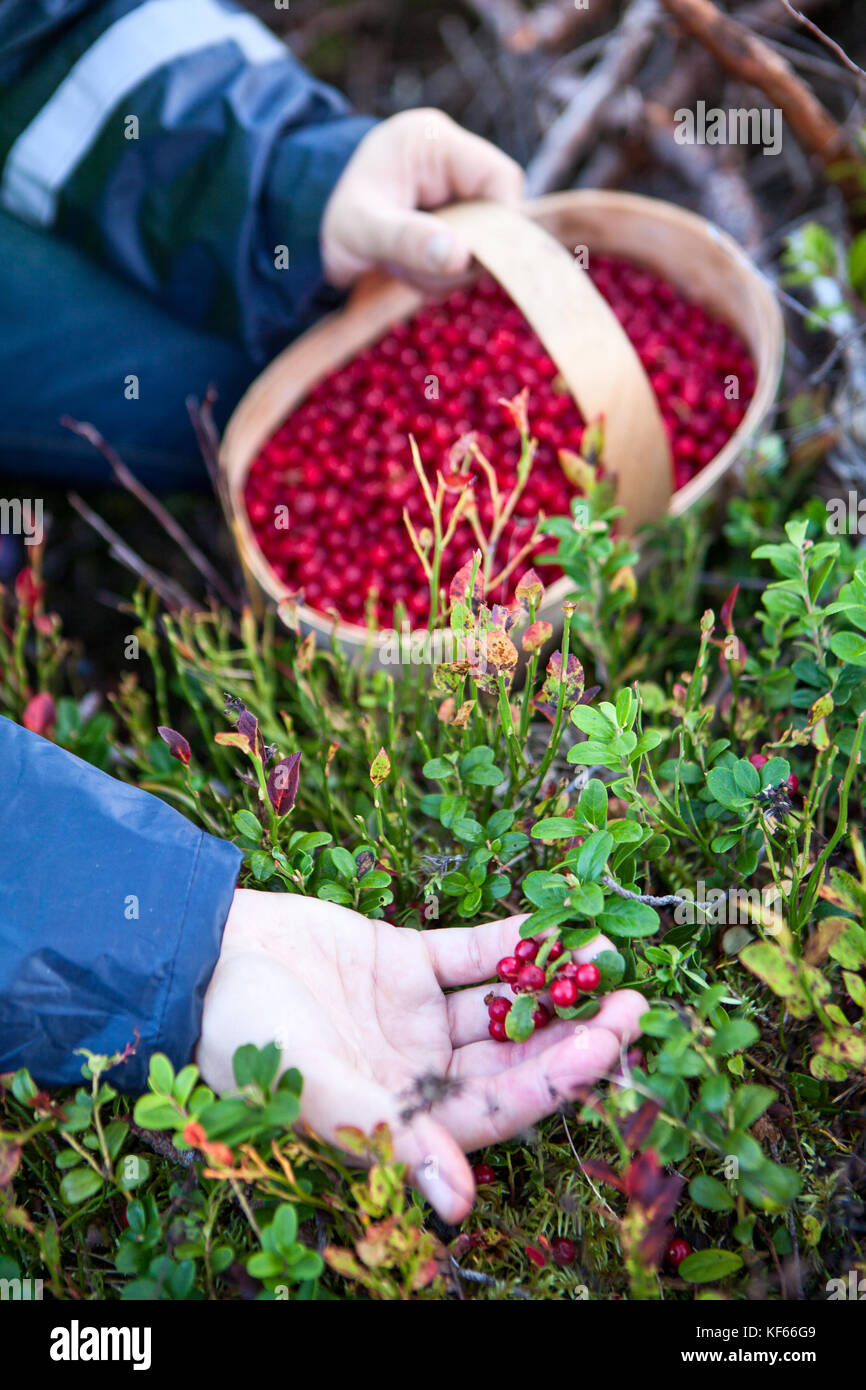 Caucasian person collects red bilberry in the wood, close-up view of a ...