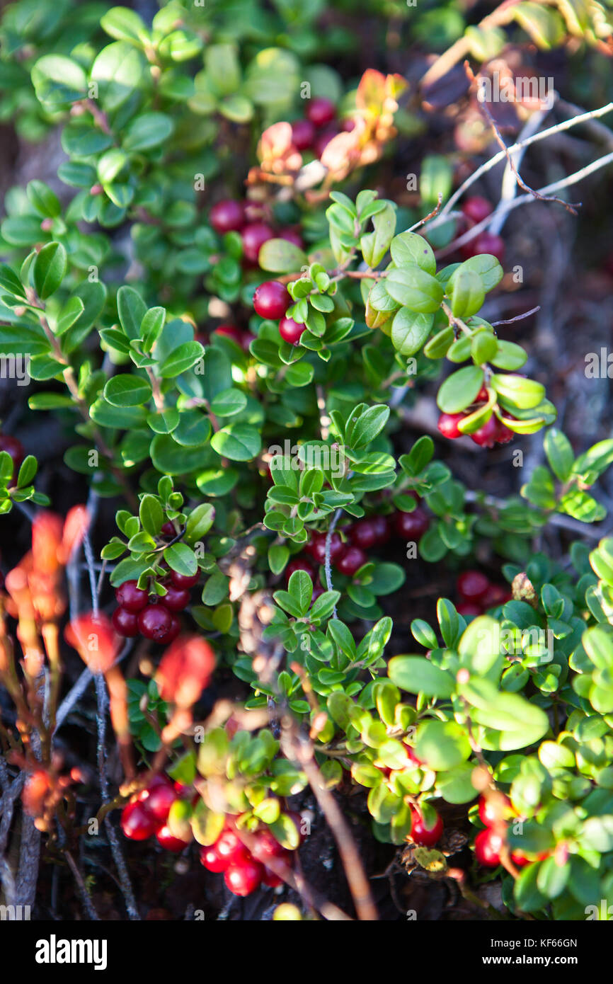 Bushes of red bilberry in the autumn forest, close up view Stock Photo ...
