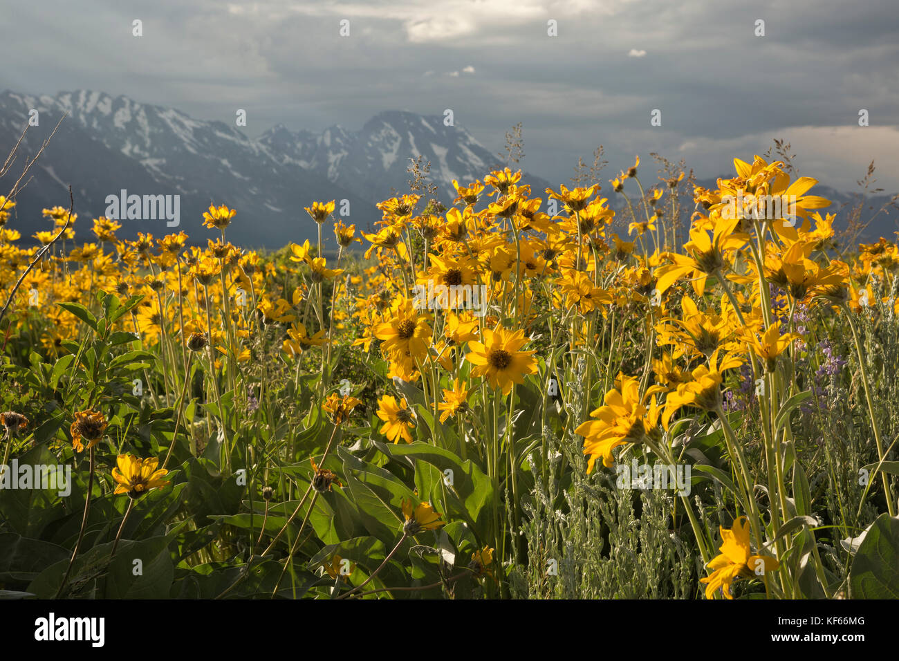 Antelope flats road hi-res stock photography and images - Alamy
