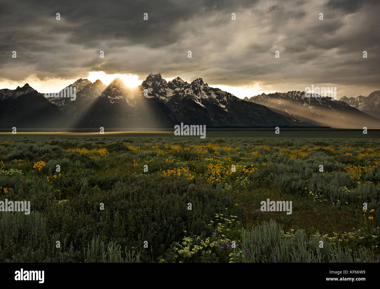 Streaking through field hi-res stock photography and images - Alamy