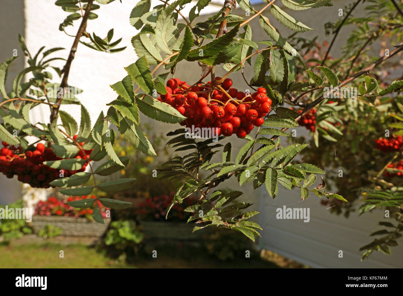 Rowan sorbus aucuparia growing hi-res stock photography and images - Alamy