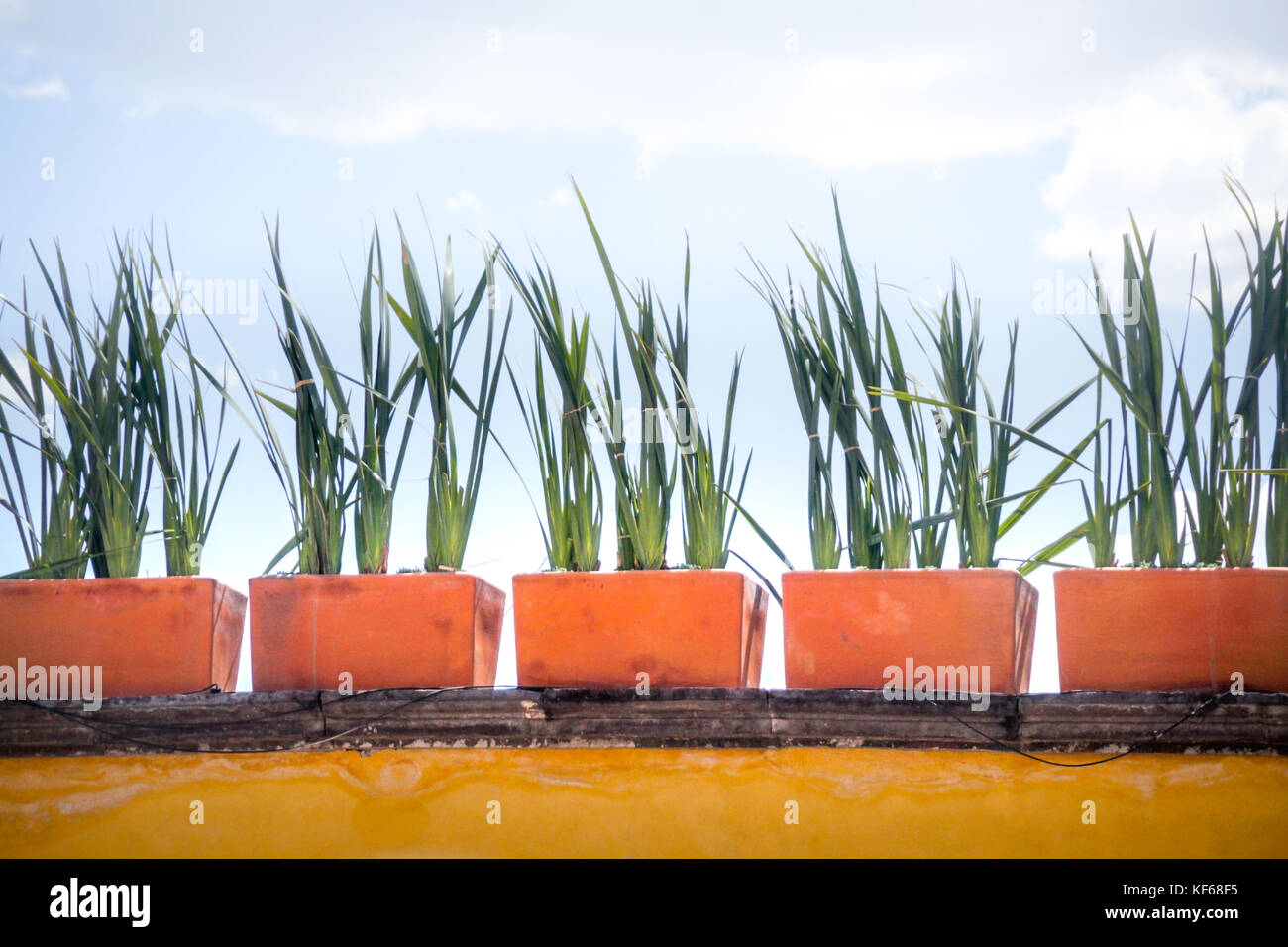 Photograph of some maguey plants and pots in rustic mexican style Stock ...