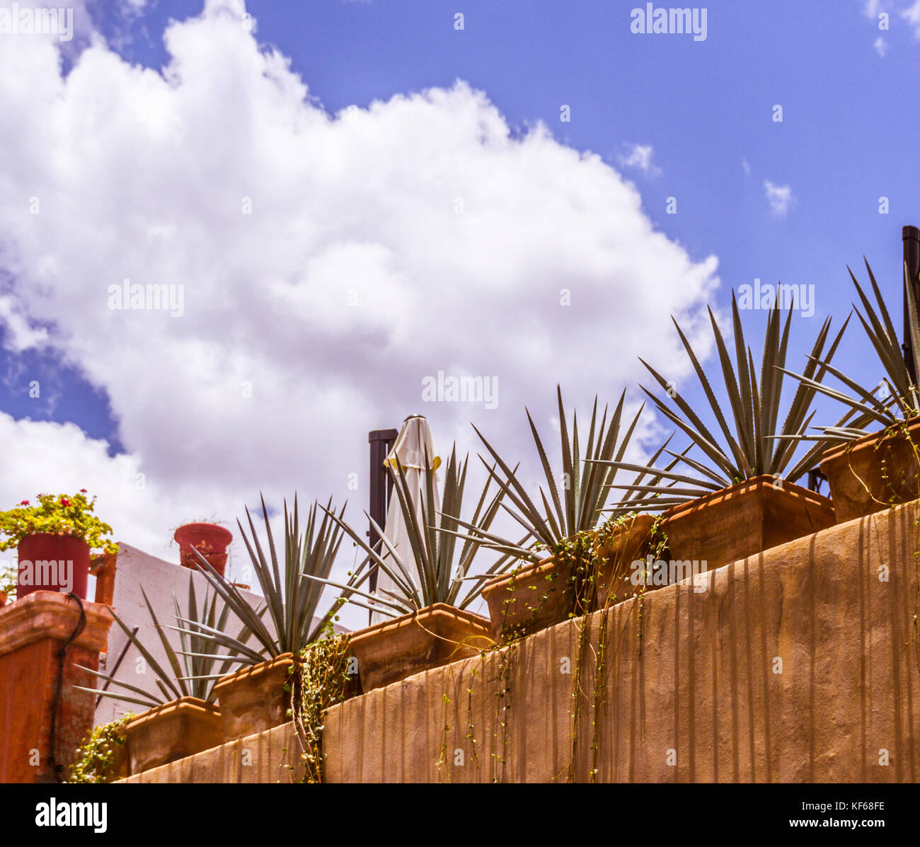 Maguey plants hi-res stock photography and images - Alamy