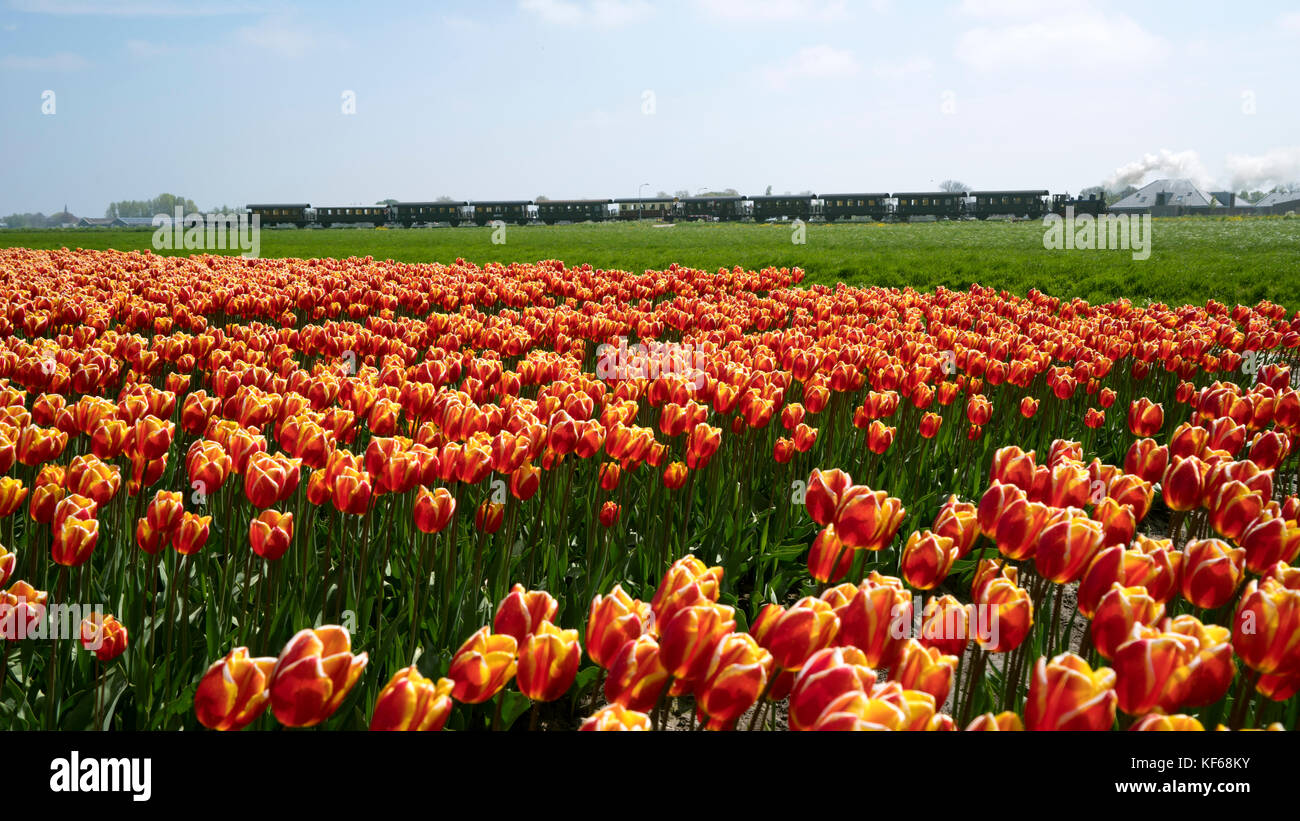 Flower Fields nearby Lisse & Amsterdam, The Netherlands Stock Photo - Alamy