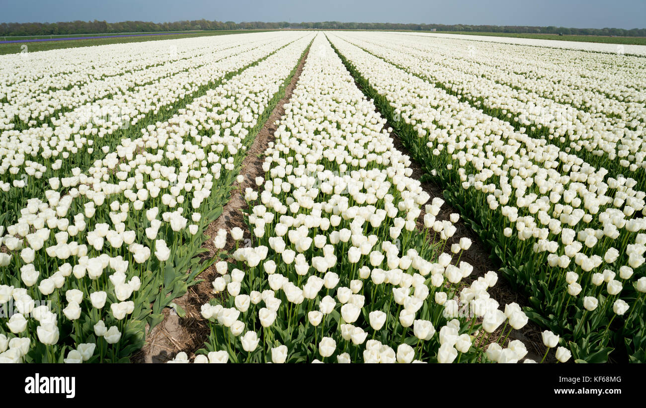 Amsterdam flowers park hi-res stock photography and images - Alamy
