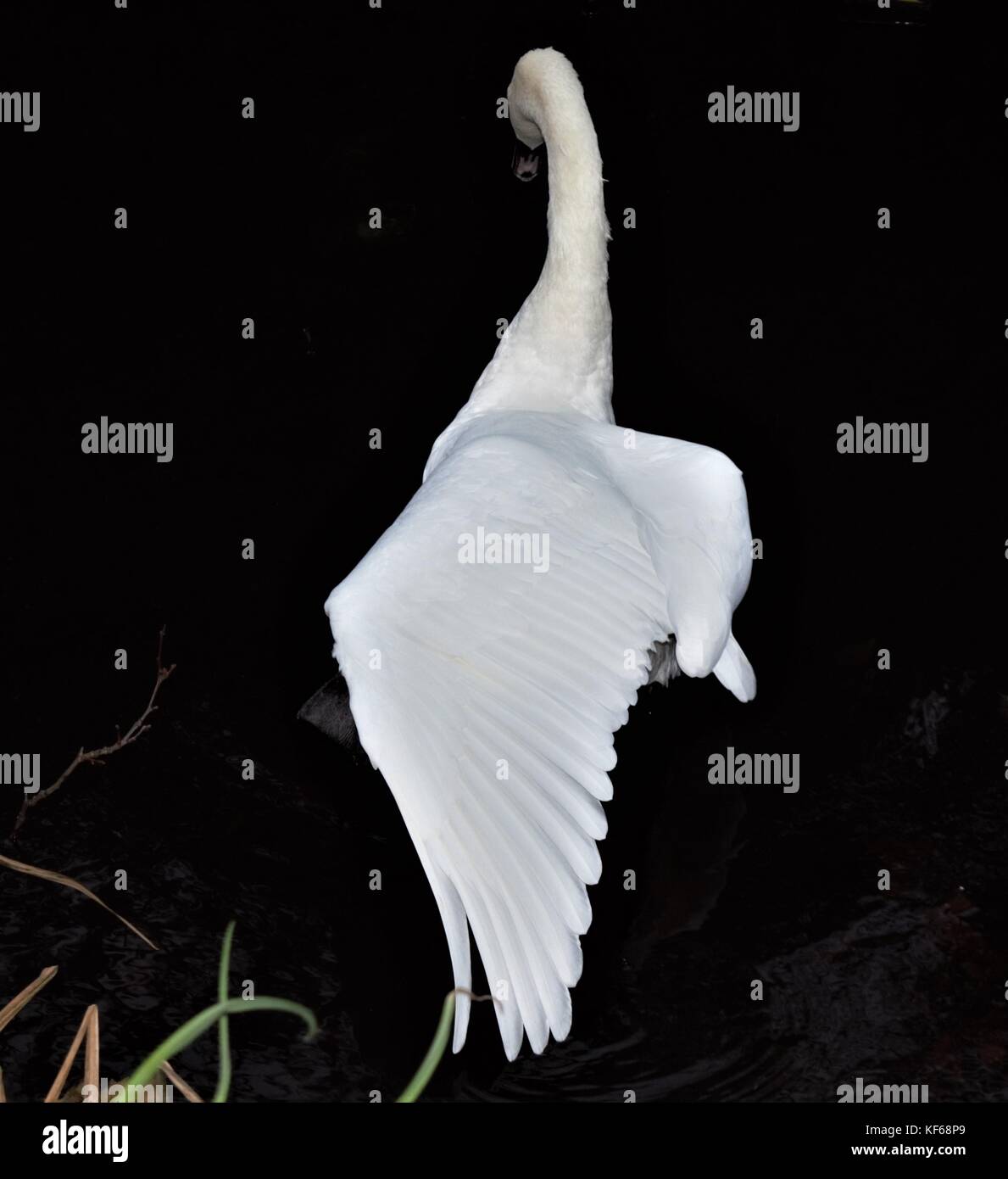 Dancing postures hi-res stock photography and images - Alamy