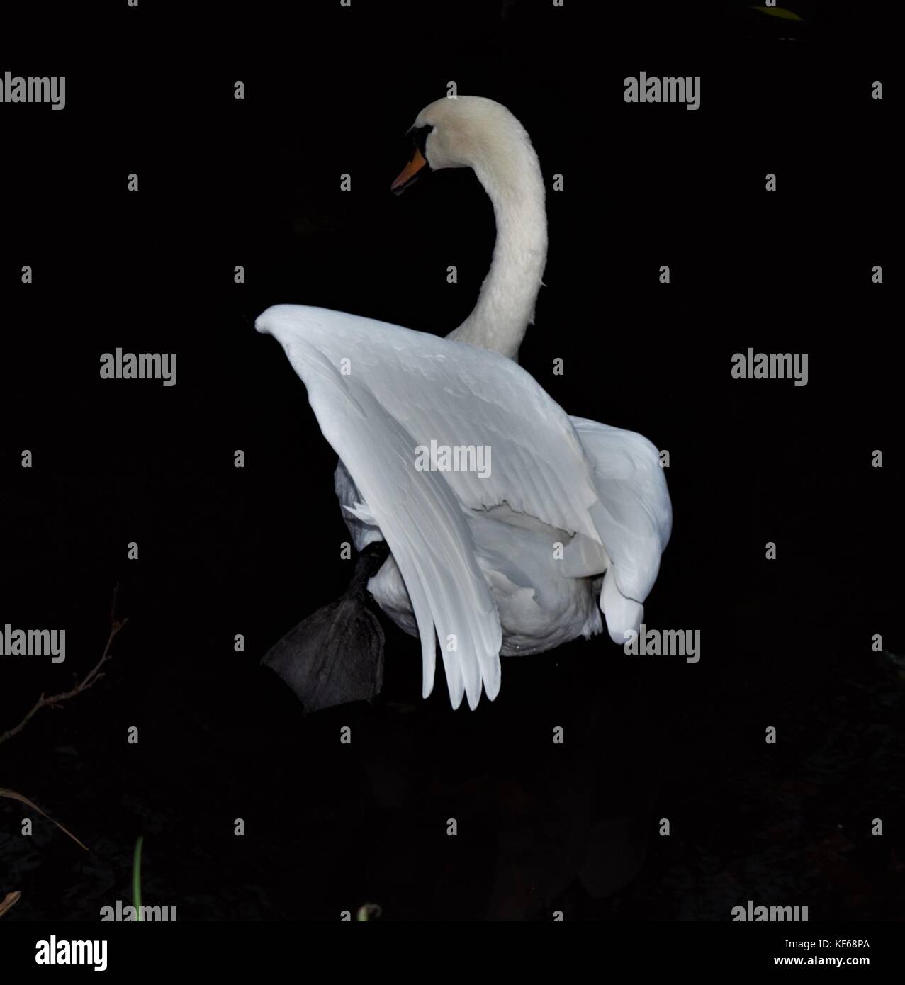 Swan poses hi-res stock photography and images - Alamy