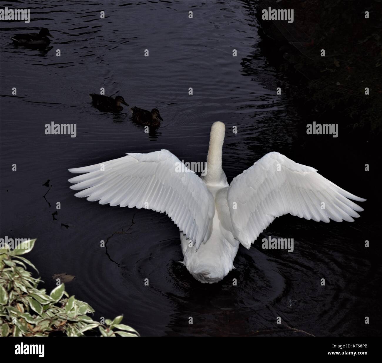 A beautiful white swan dancing in a lake Stock Photo - Alamy