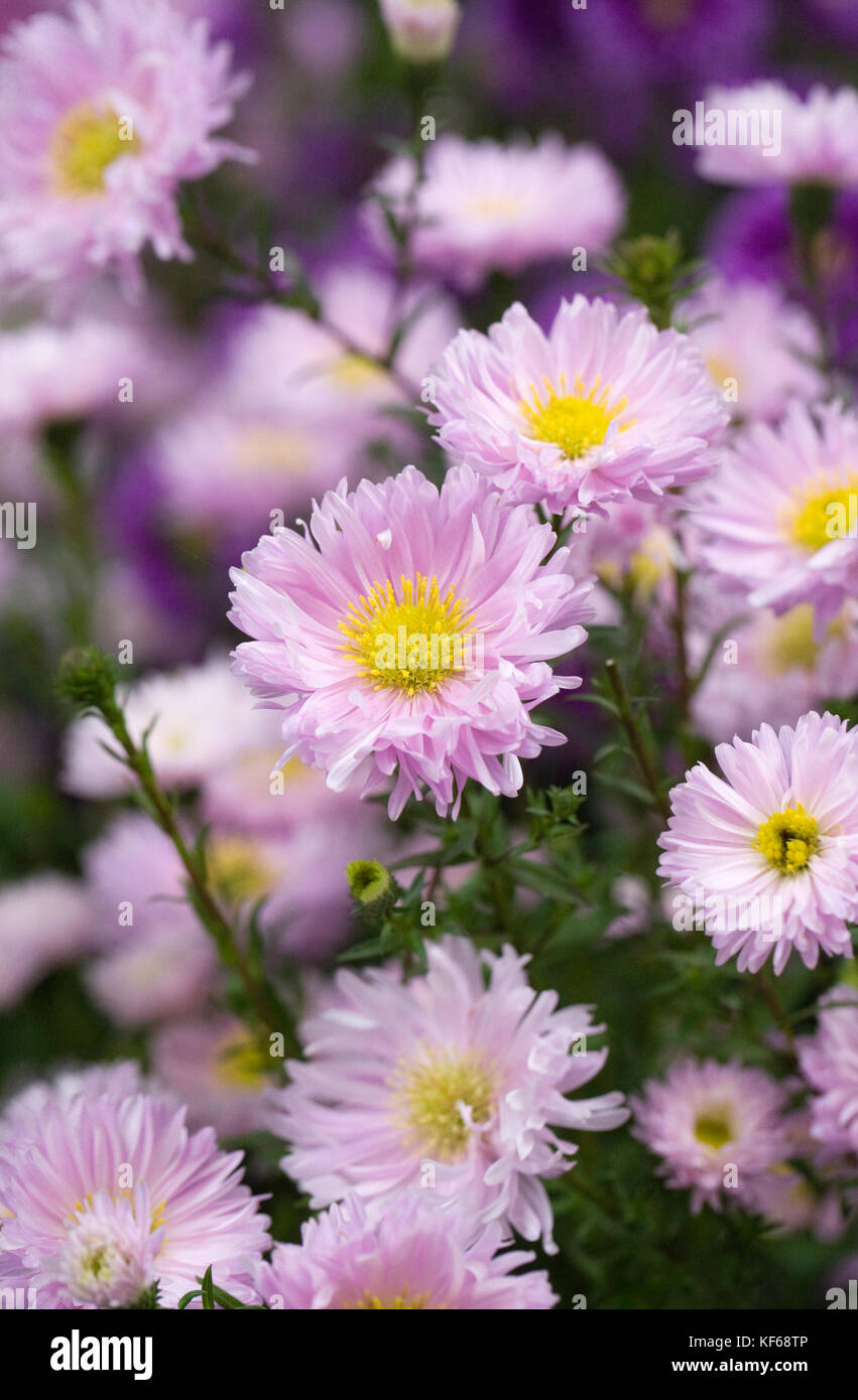 Lassie hi-res stock photography and images - Alamy