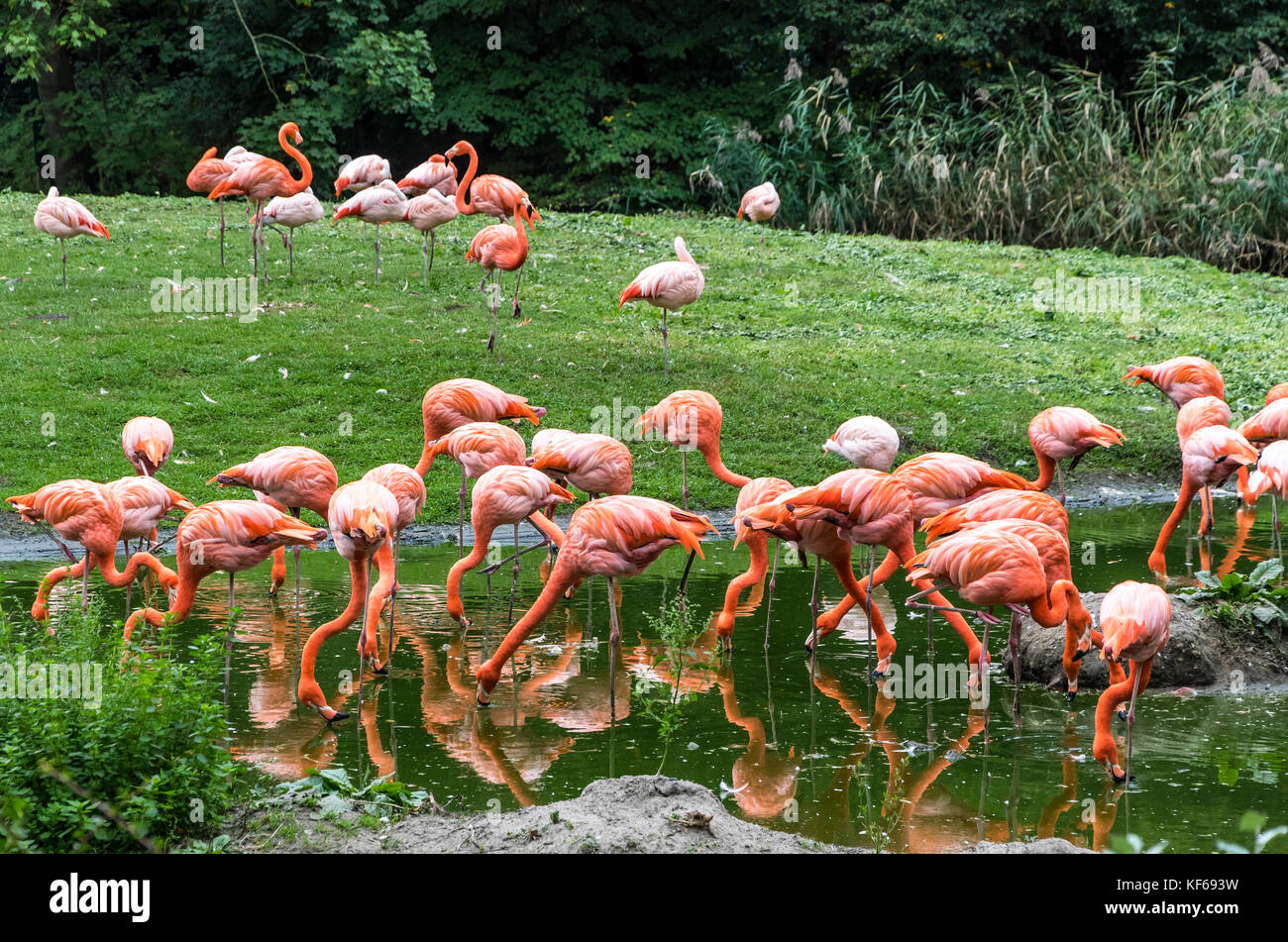 Flock of pink flamingo in nature Stock Photo - Alamy
