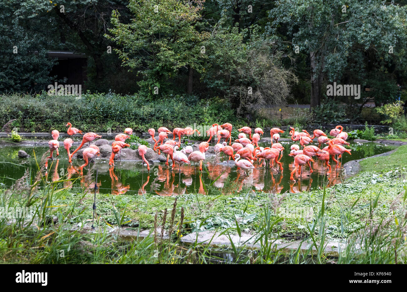 Flock of pink flamingo in nature Stock Photo - Alamy