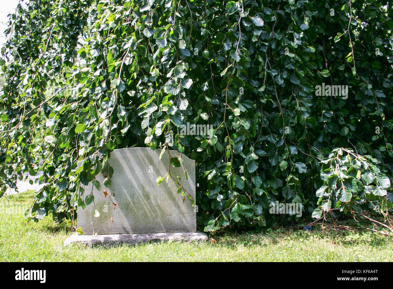Blank gravestone in the cemetery among the trees Stock Photo - Alamy