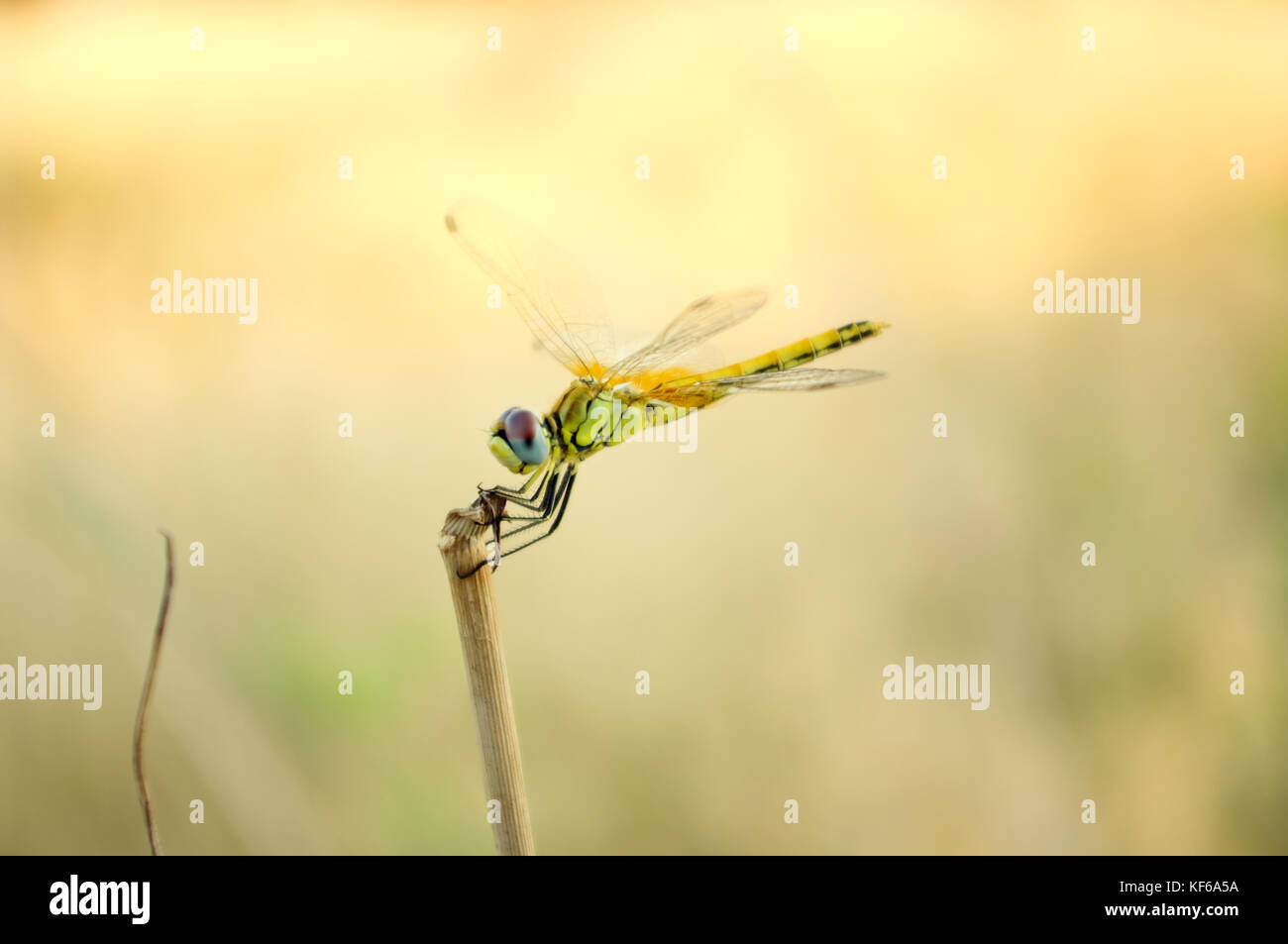 Dragonfly resting from the day Stock Photo - Alamy