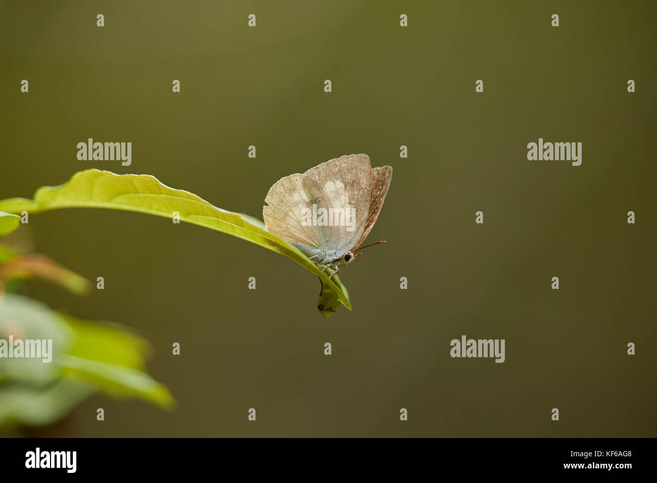 A common lime butterfly (Papilio demoleus), Crimson Rose butterfly ...