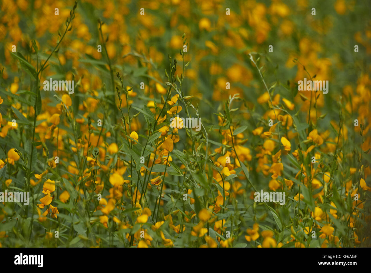 closeup image of spring flowers that growing in the forest Stock Photo ...