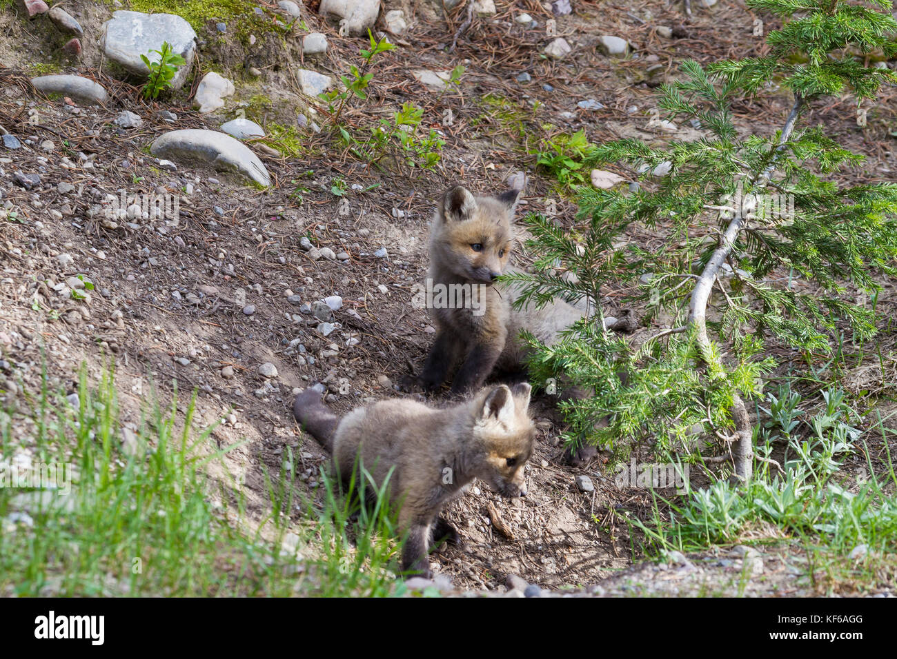 A red fox and red fox pups in Grand Teton National Park, Utah Stock ...