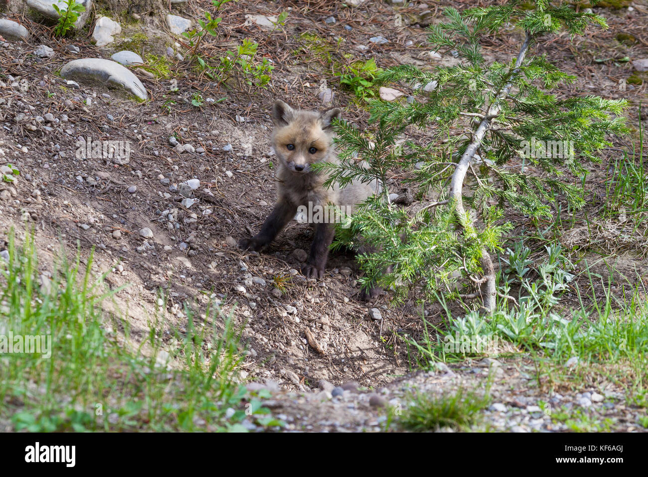 A red fox and red fox pups in Grand Teton National Park, Utah Stock ...