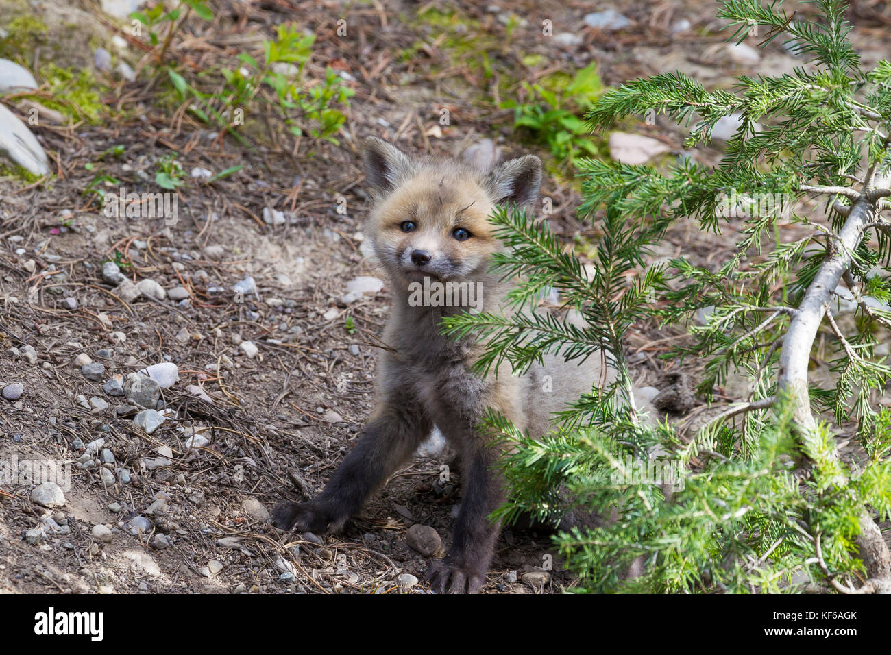 Red fox pups hi-res stock photography and images - Alamy