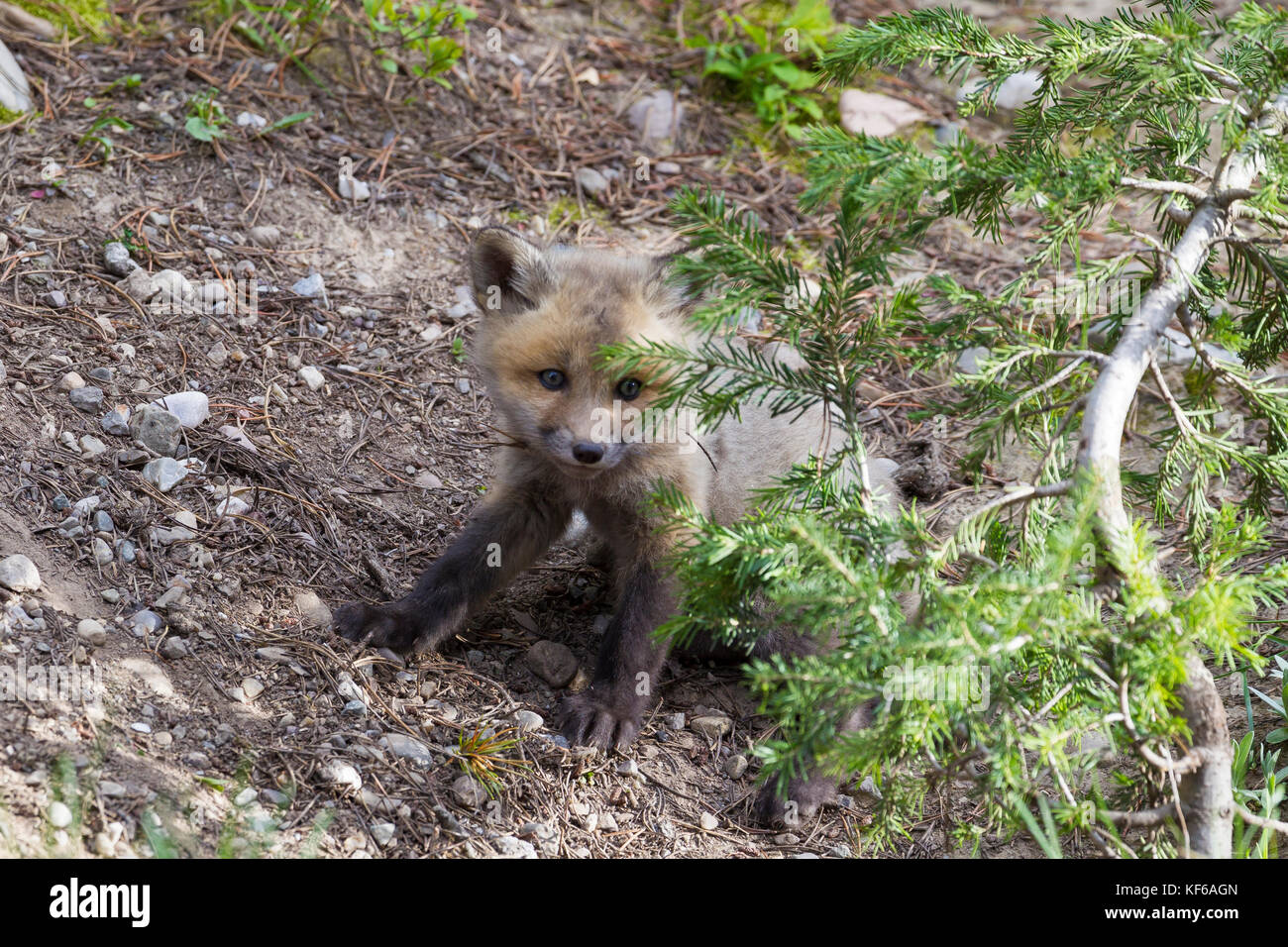 A red fox and red fox pups in Grand Teton National Park, Utah Stock ...