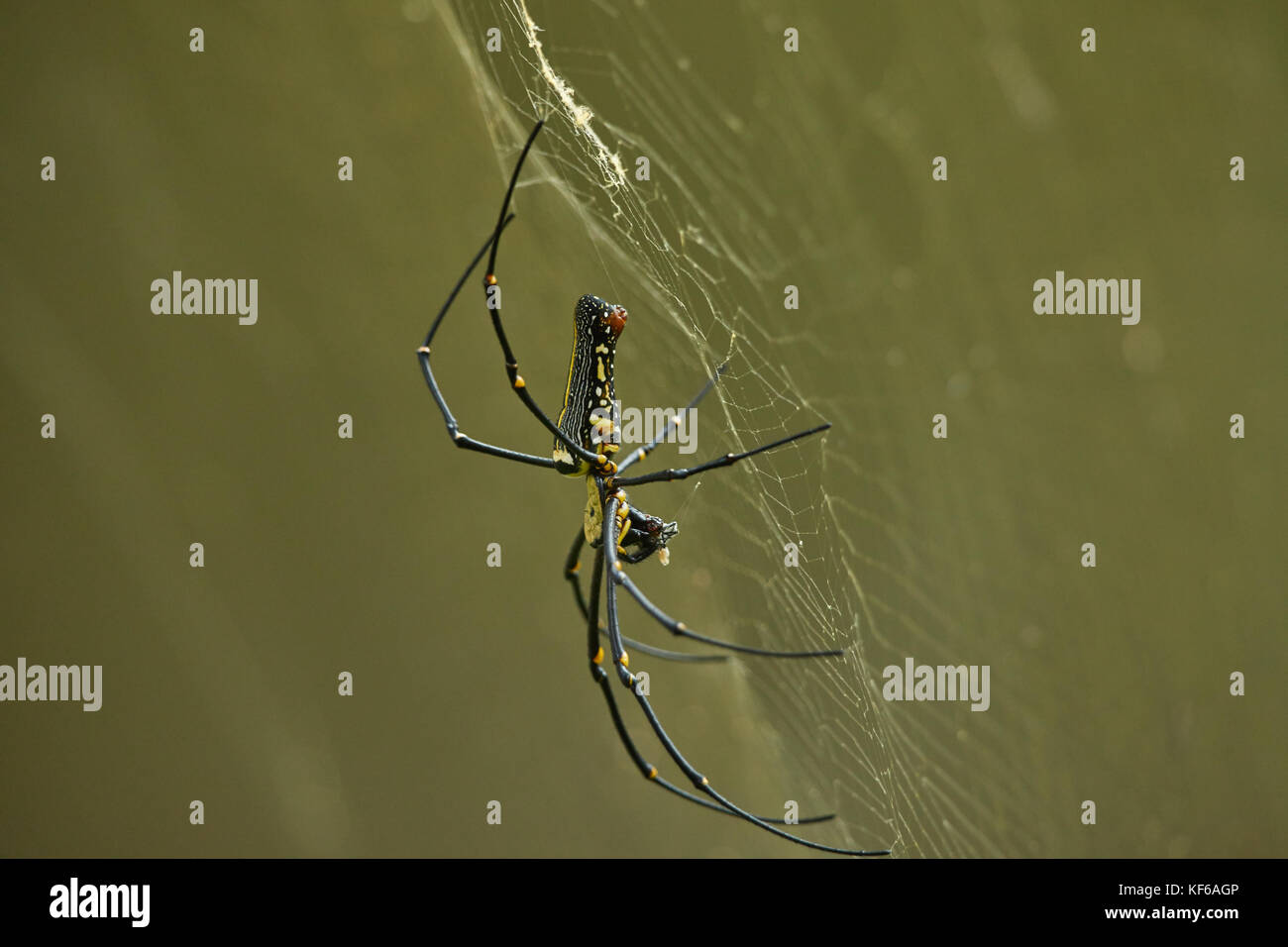 Closeup image of the Nephila pilipes spider (northern golden orb weaver ...