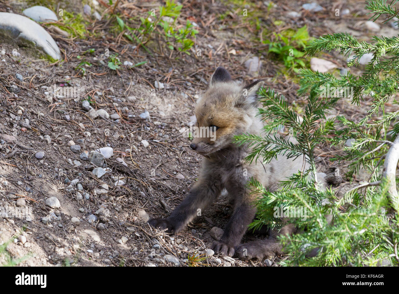 A red fox and red fox pups in Grand Teton National Park, Utah Stock ...
