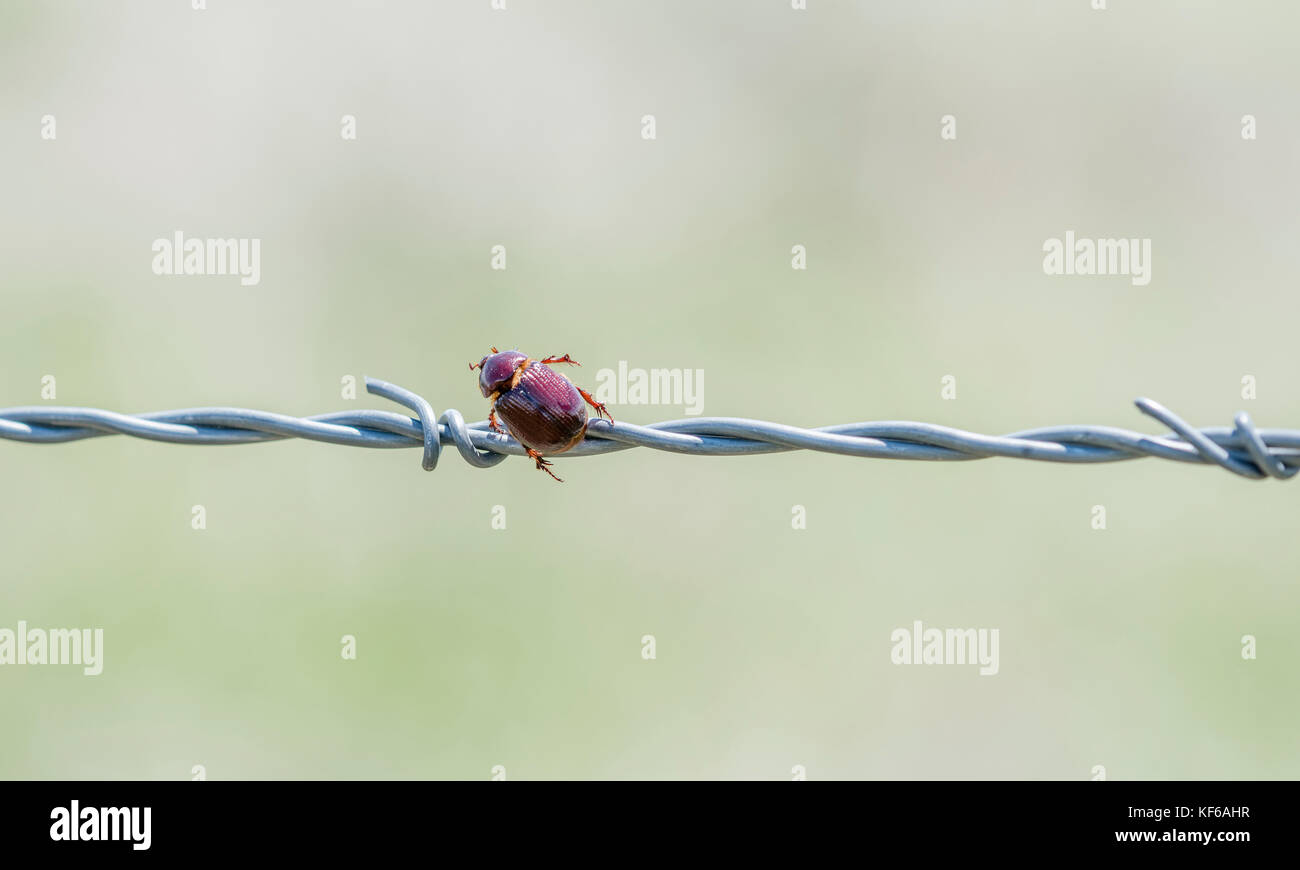 Carrot Beetle (Tomarus spp.) Impaled on Barbed Wire by a Loggerhead ...