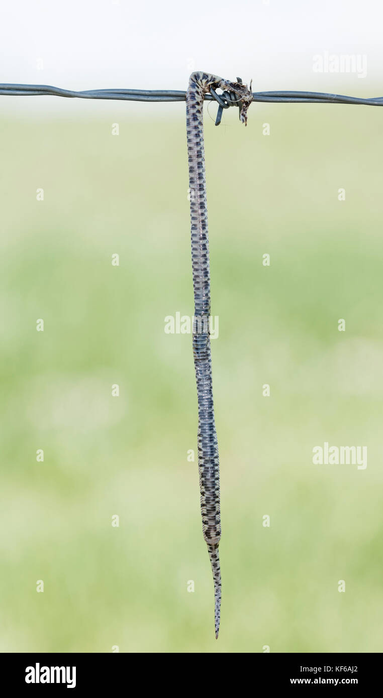 Hognose Snake (colubrid ) Impaled on Barbed Wire by a Loggerhead Shrike ...
