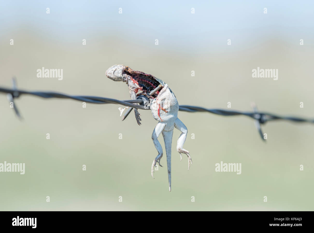 Lesser Earless Lizard (Holbrookia maculata) Impaled on Barbed Wire by a ...