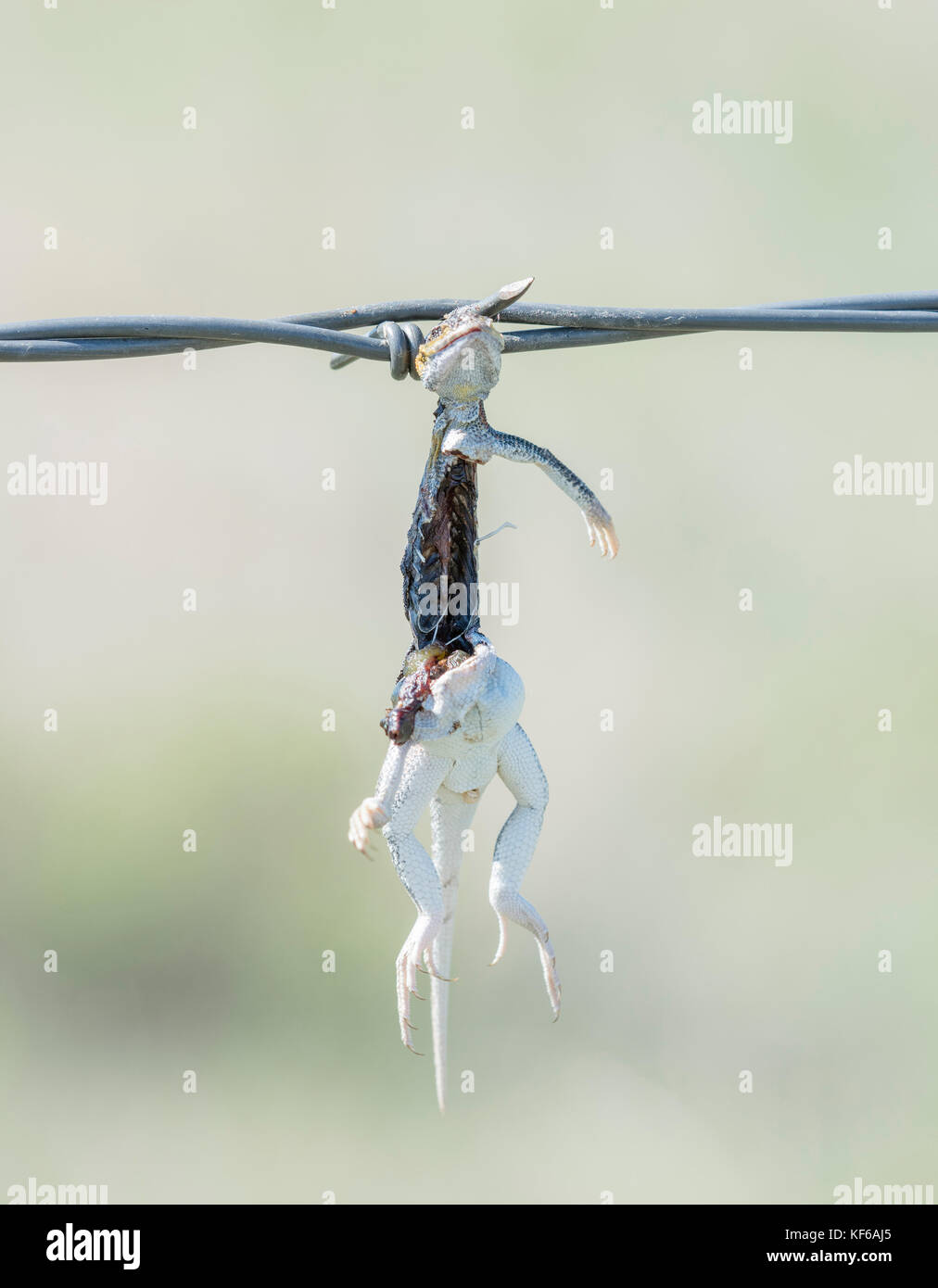 Lesser Earless Lizard (Holbrookia maculata) Impaled on Barbed Wire by a ...