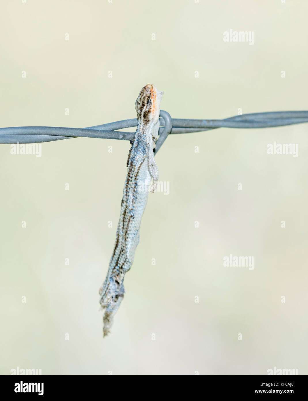 Lesser Earless Lizard (Holbrookia maculata) Impaled on Barbed Wire by a ...