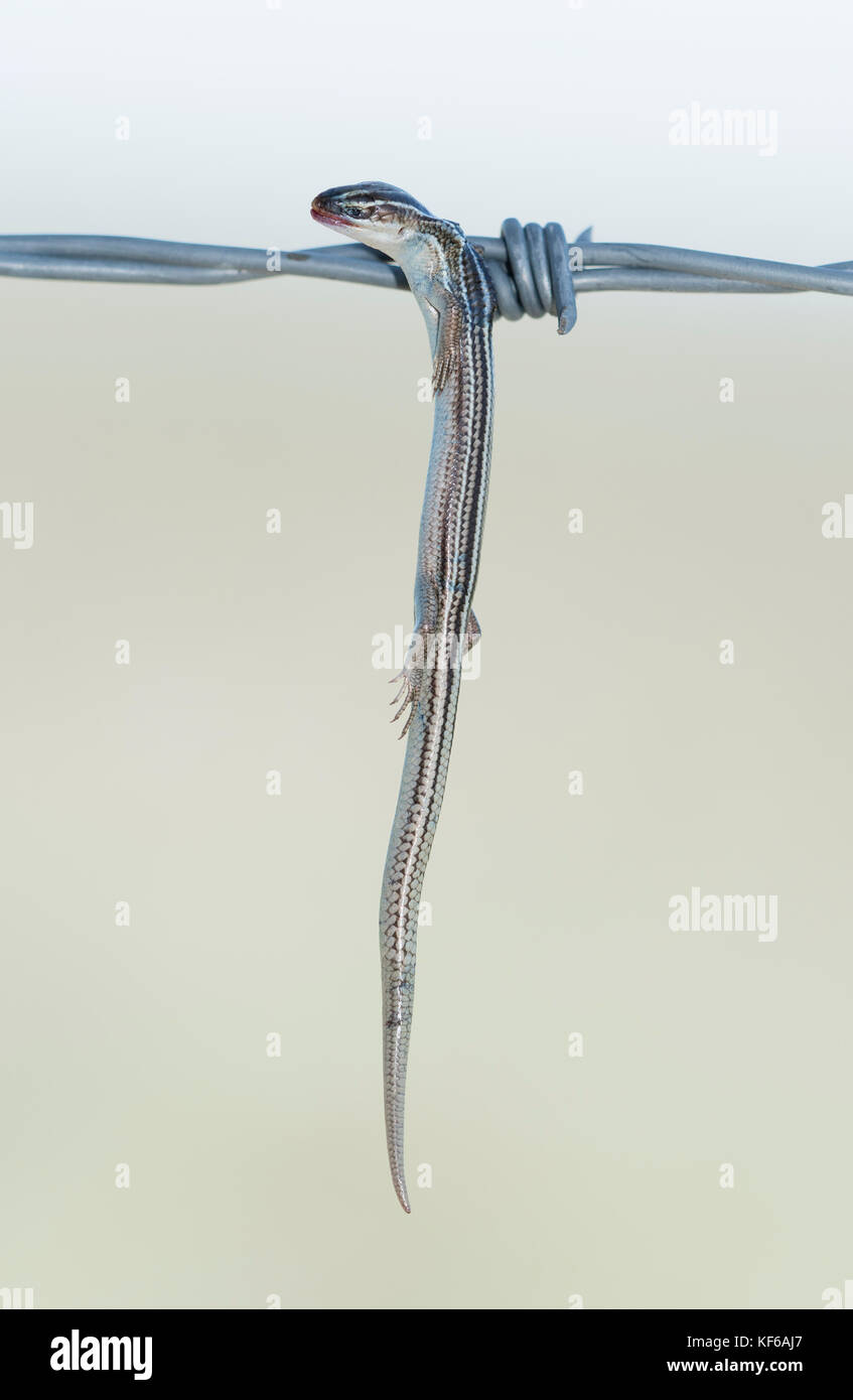 Many-lined Skink (Plestiodon multivirgatus) Covered with Flies Impaled ...