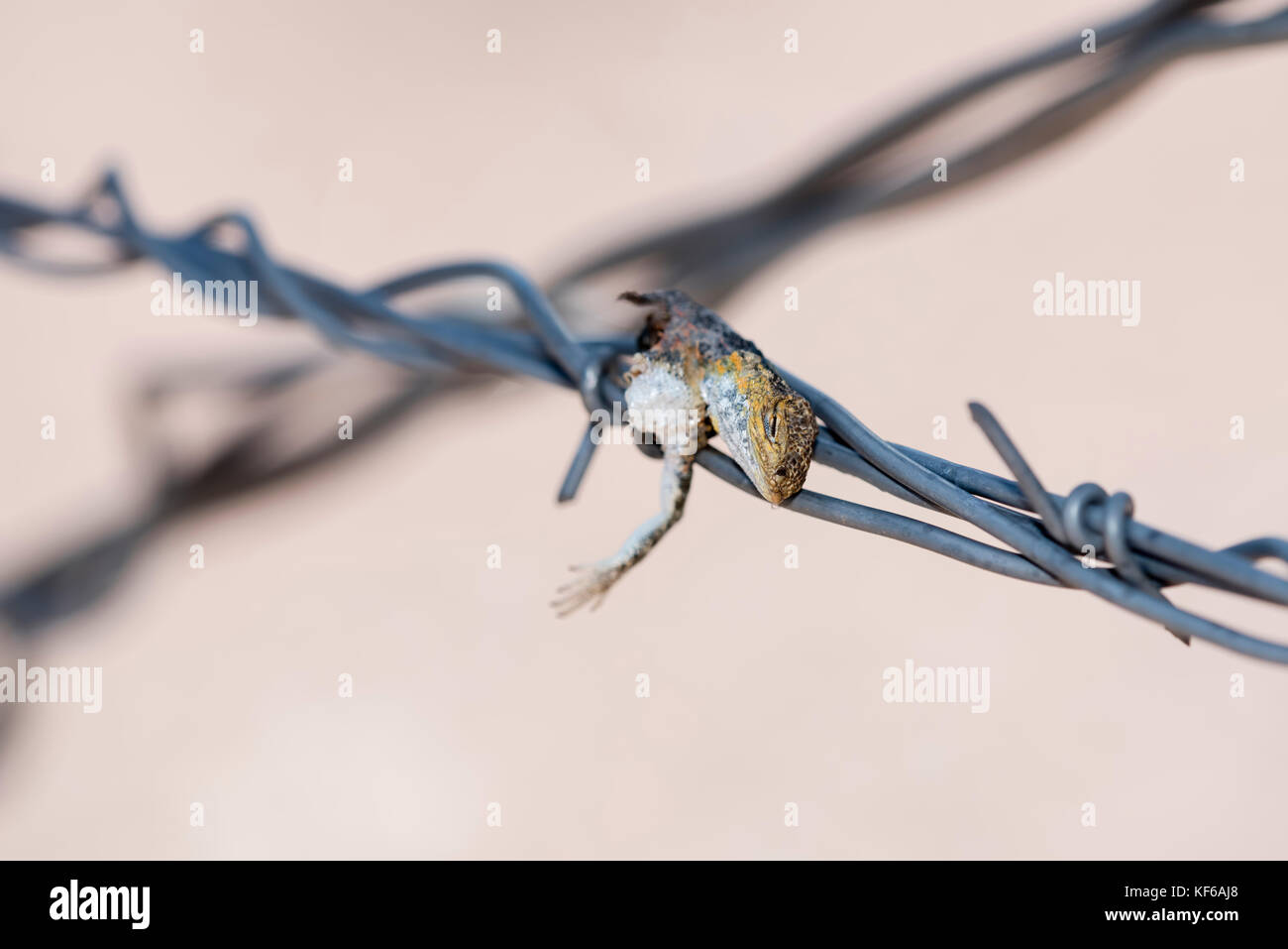 Lesser Earless Lizard (Holbrookia maculata) Impaled on Barbed Wire by a ...