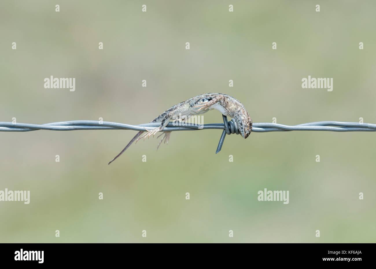 Lesser Earless Lizard (Holbrookia maculata) Impaled on Barbed Wire by a ...