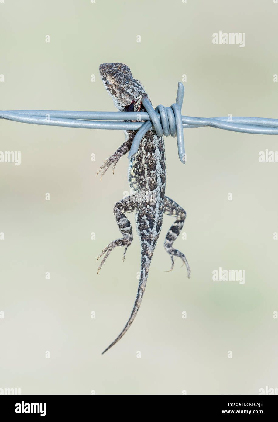 Lesser Earless Lizard (Holbrookia maculata) Impaled on Barbed Wire by a ...