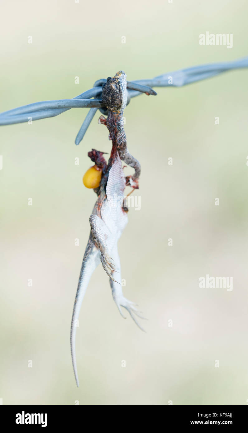 Lesser Earless Lizard (Holbrookia maculata) Impaled on Barbed Wire by a ...