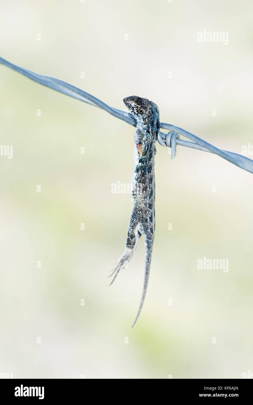 Lesser Earless Lizard (Holbrookia maculata) Impaled on Barbed Wire by a ...