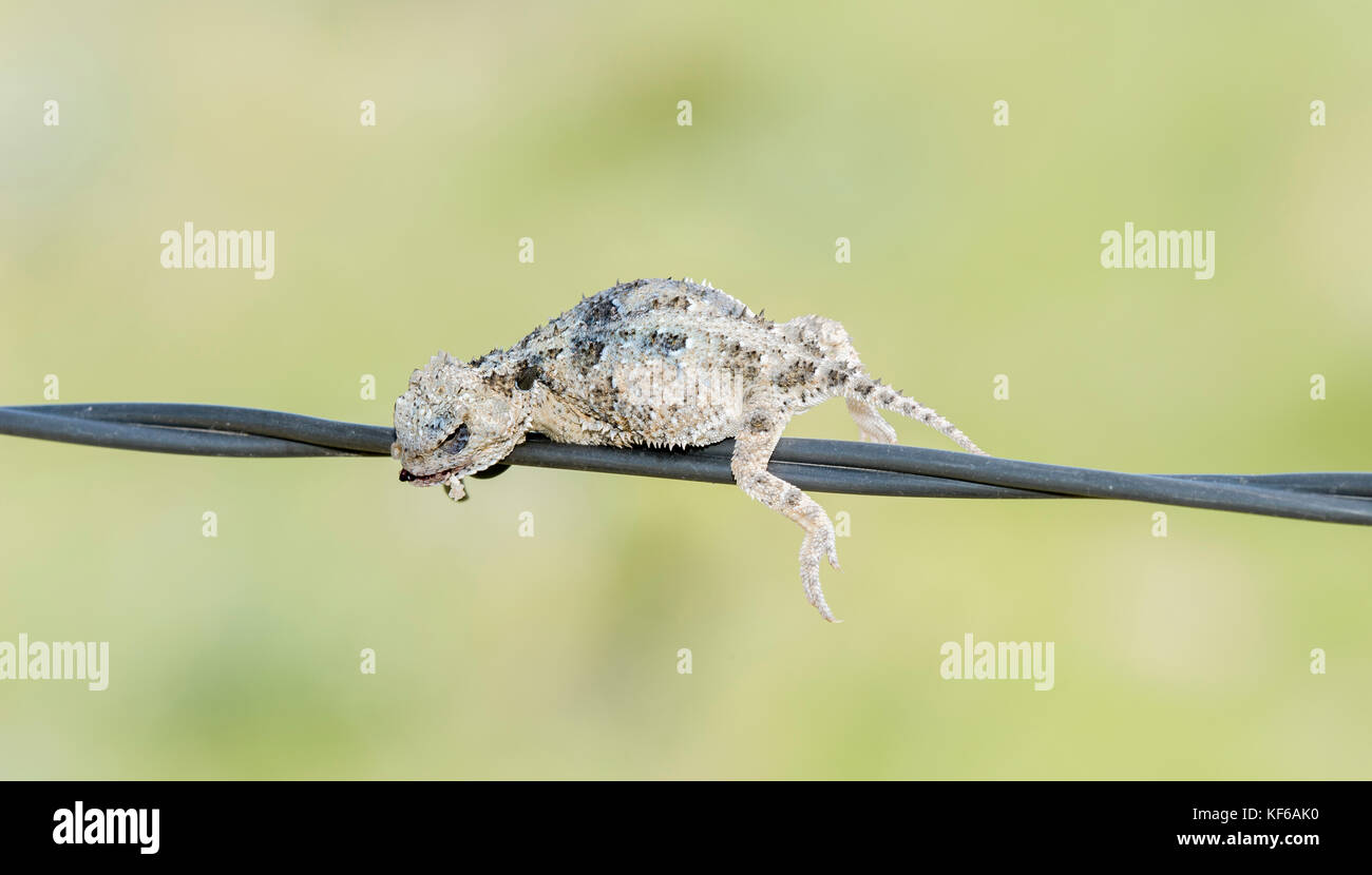 Greater Horned Lizard (Phrynosoma hernandesi) Impaled on Barbed Wire by ...