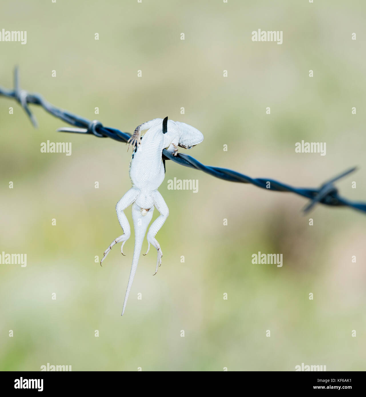 Lesser Earless Lizard (Holbrookia maculata) Impaled on Barbed Wire by a ...