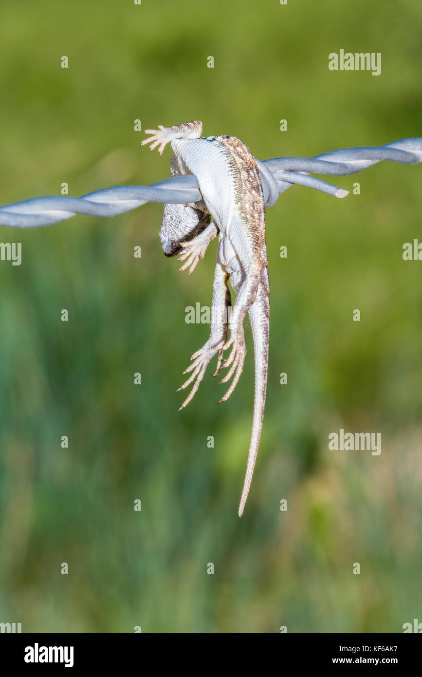 Lesser Earless Lizard (Holbrookia maculata) Impaled on Barbed Wire by a ...