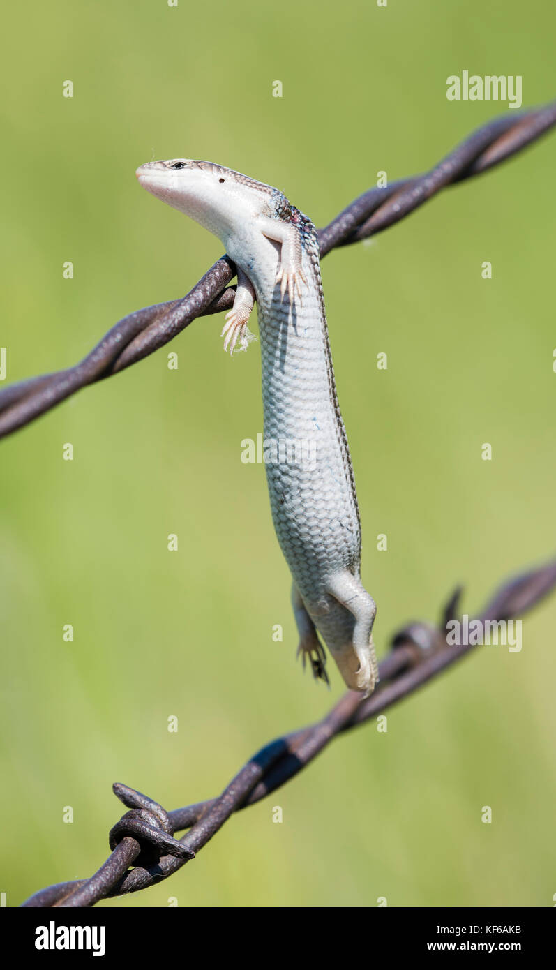 Lesser Earless Lizard (Holbrookia maculata) Impaled on Barbed Wire by a ...