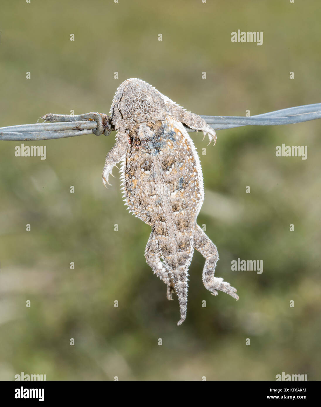 Greater Horned Lizard (Phrynosoma hernandesi) Impaled on Barbed Wire by ...
