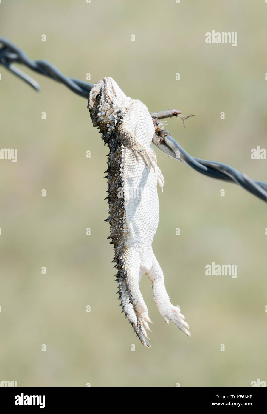 Greater Horned Lizard (Phrynosoma hernandesi) Impaled on Barbed Wire by ...