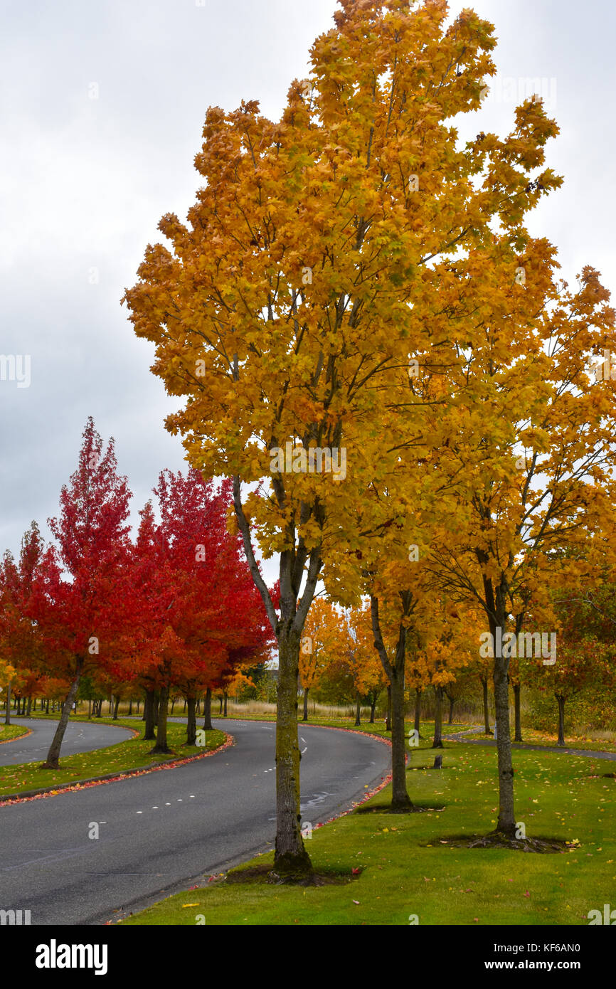 A beatuiful vertical fall scene with curved roads lined with colorful ...